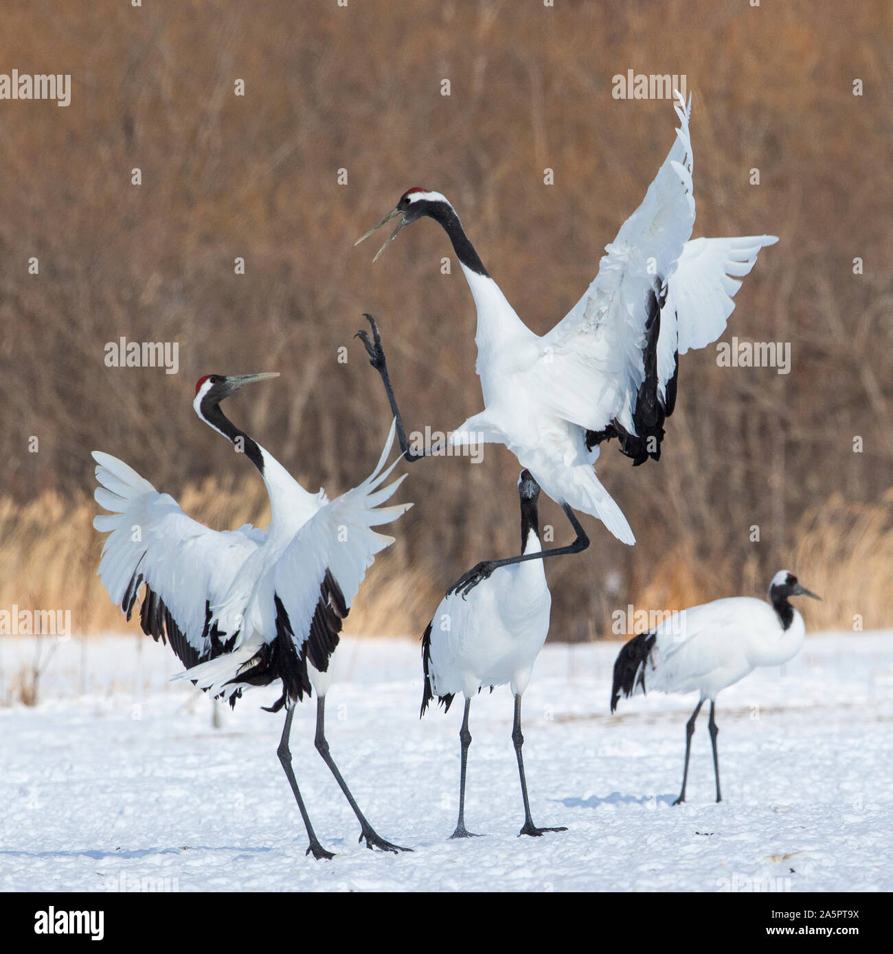 Red crown cranes on snow Stock Photo - Alamy