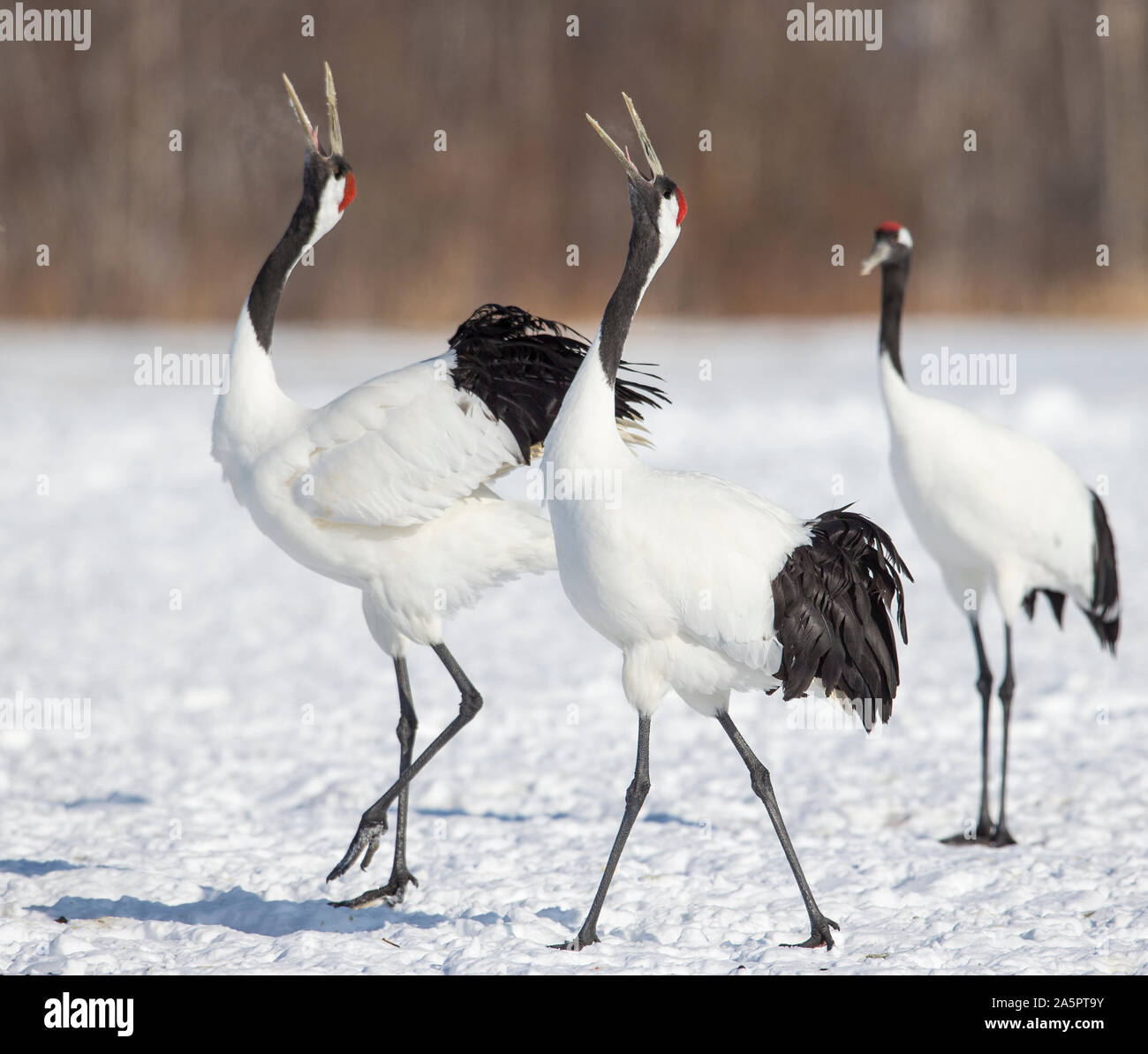 Red crown cranes on snow Stock Photo - Alamy