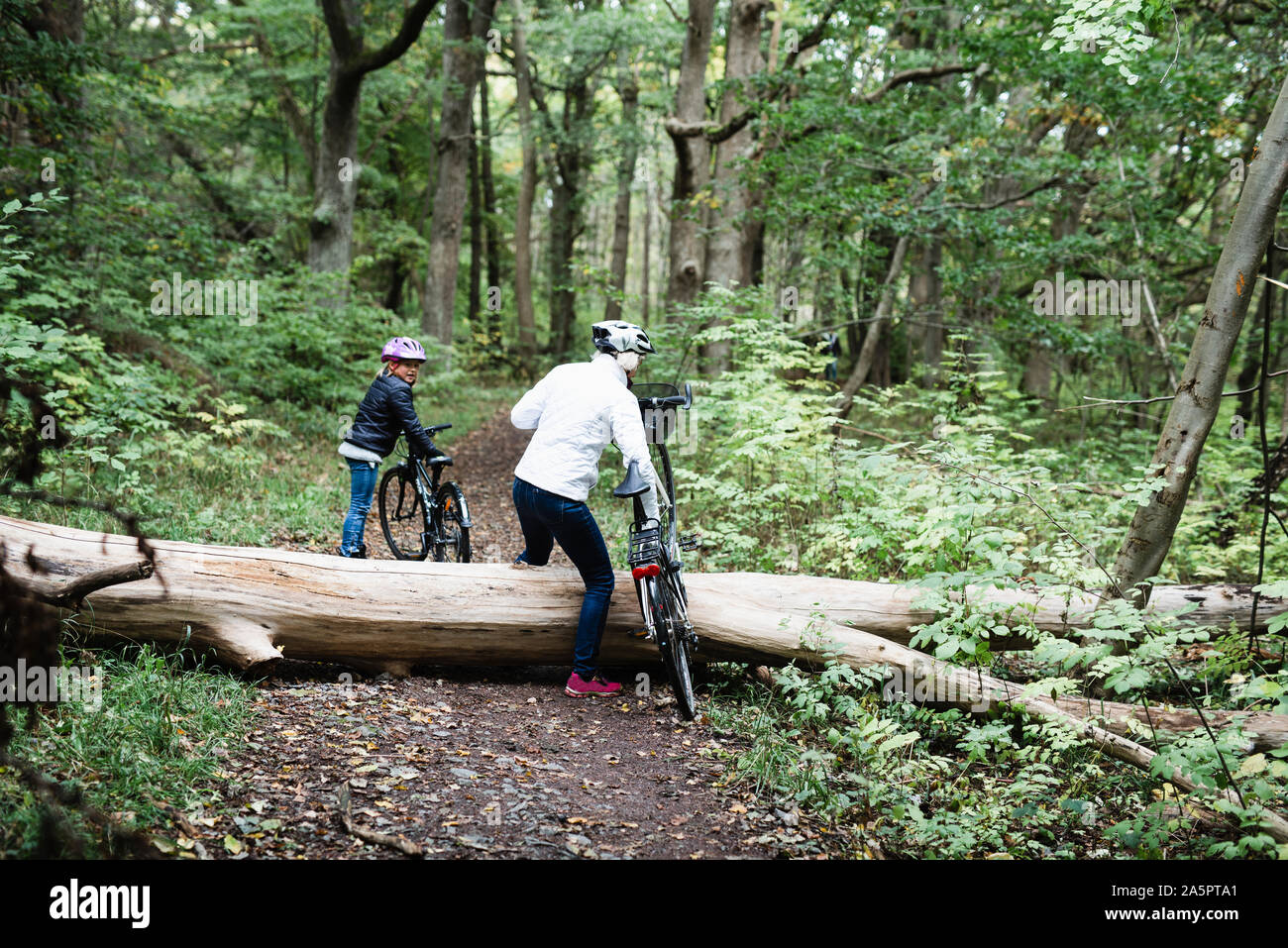 Cyclists walking over fallen tree Stock Photo - Alamy