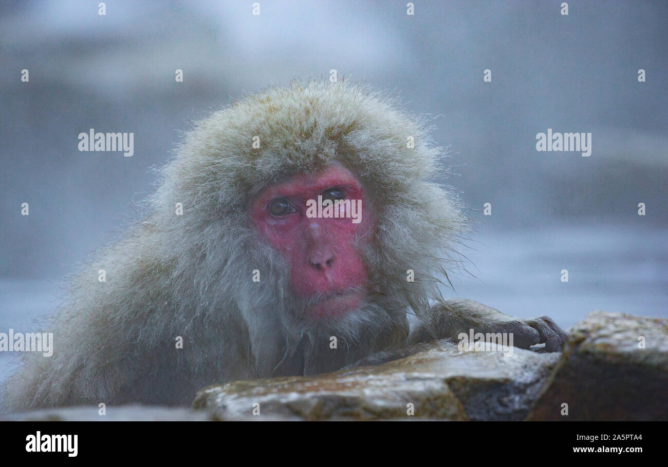 Japanese macaque in hot spring hi-res stock photography and images - Alamy