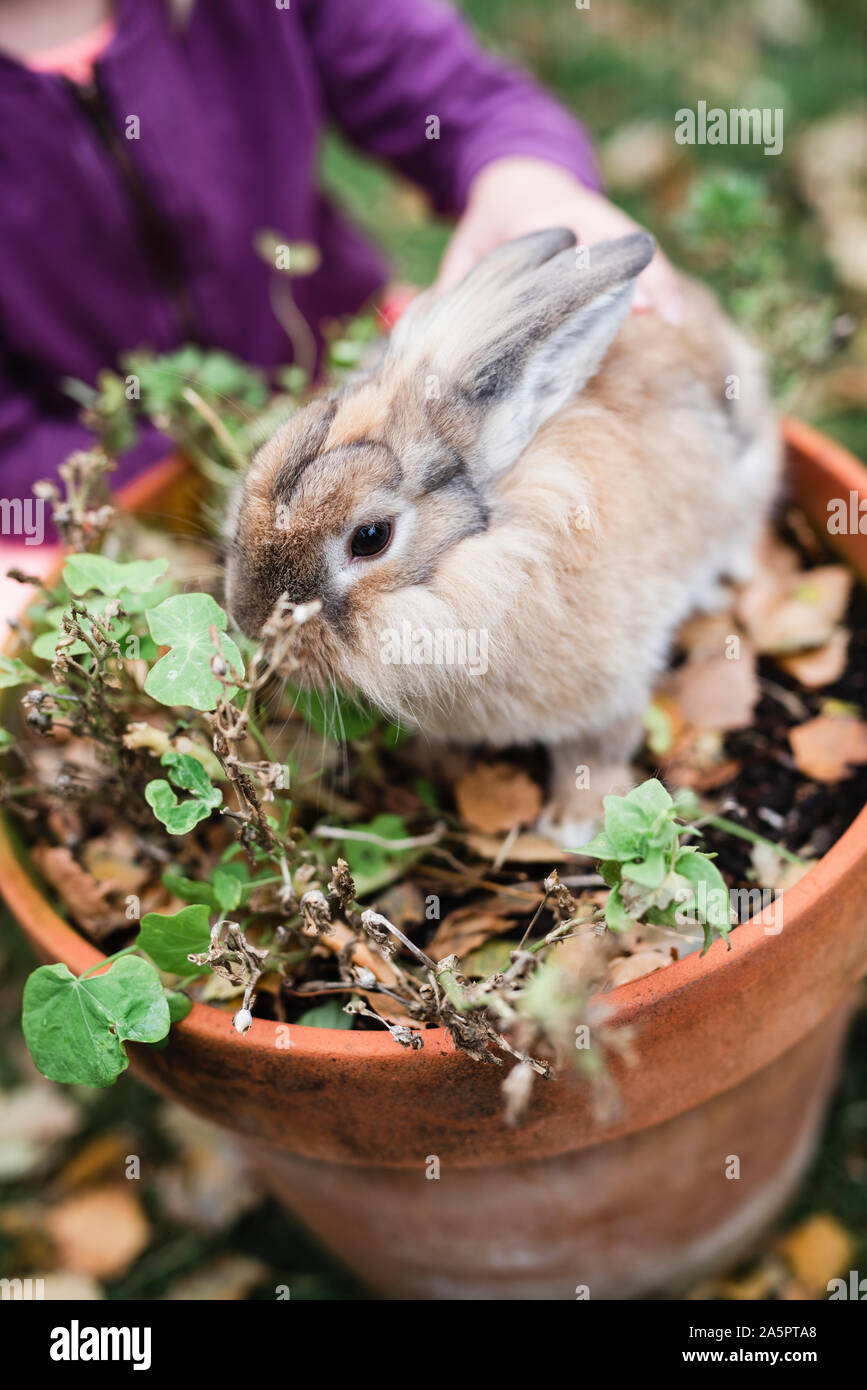 Rabbit in pot Stock Photo - Alamy