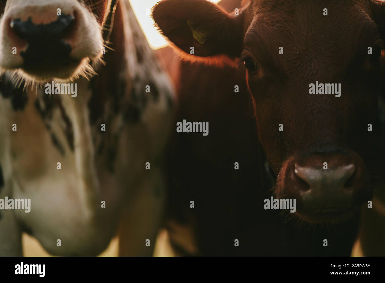 Cows standing together hi-res stock photography and images - Alamy