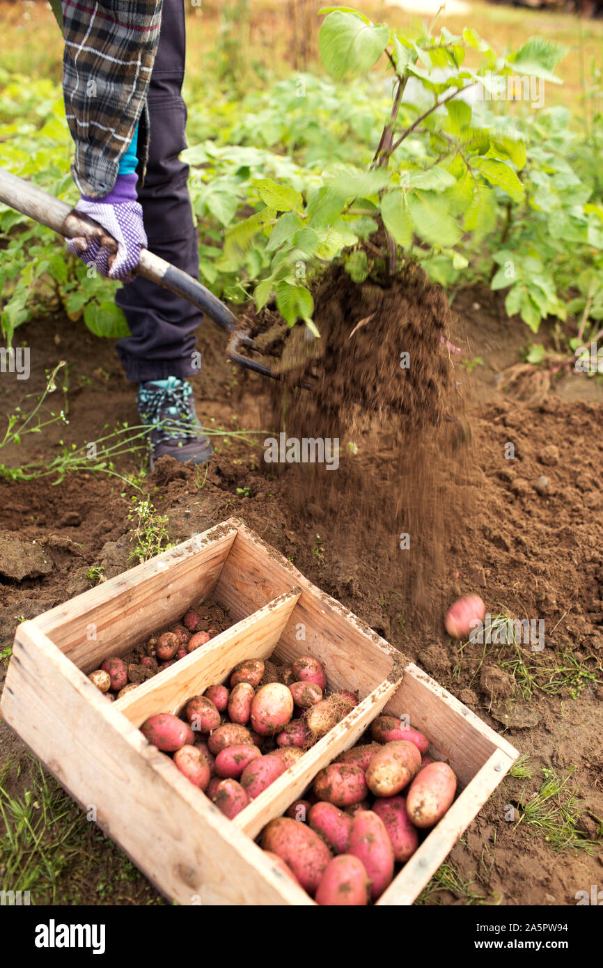 Person digging potatoes hi-res stock photography and images - Alamy