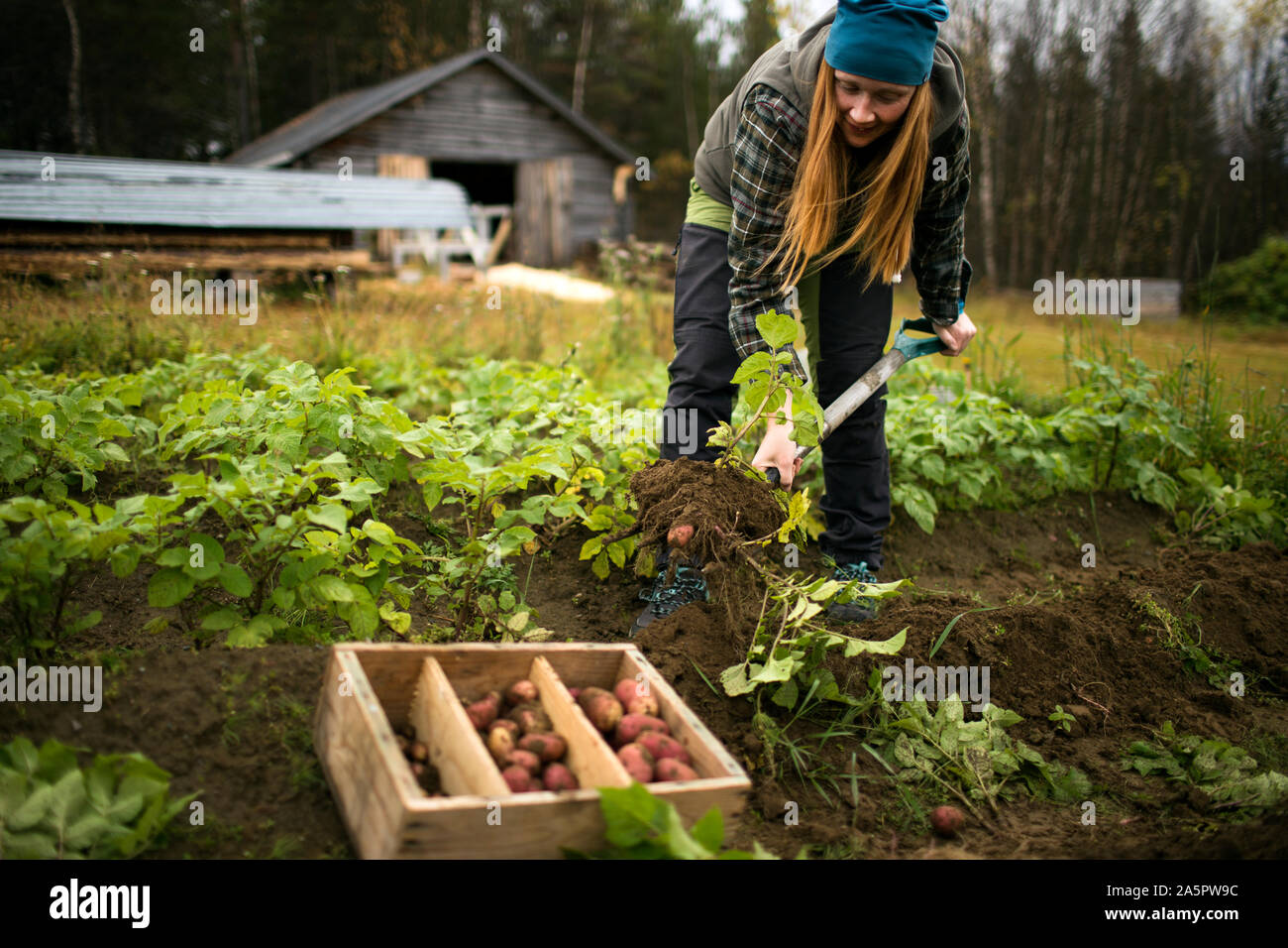Person digging potatoes hi-res stock photography and images - Alamy