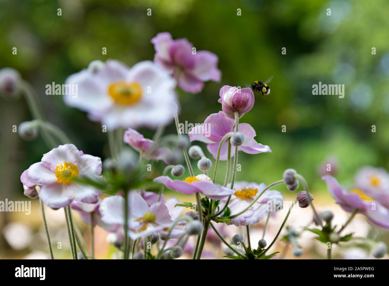 Chinese bumblebee hi-res stock photography and images - Alamy