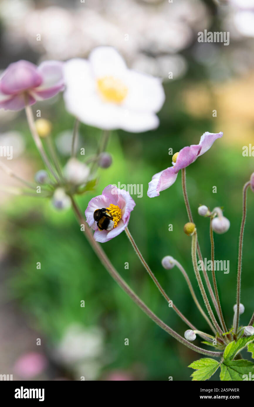 Chinese bumblebee hi-res stock photography and images - Alamy