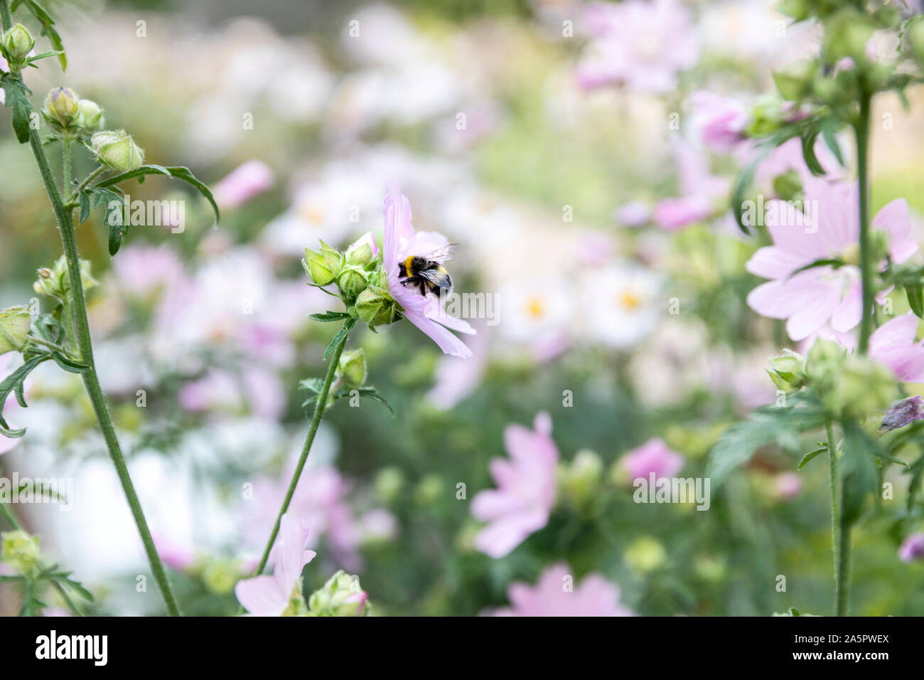 Chinese bumblebee hi-res stock photography and images - Alamy