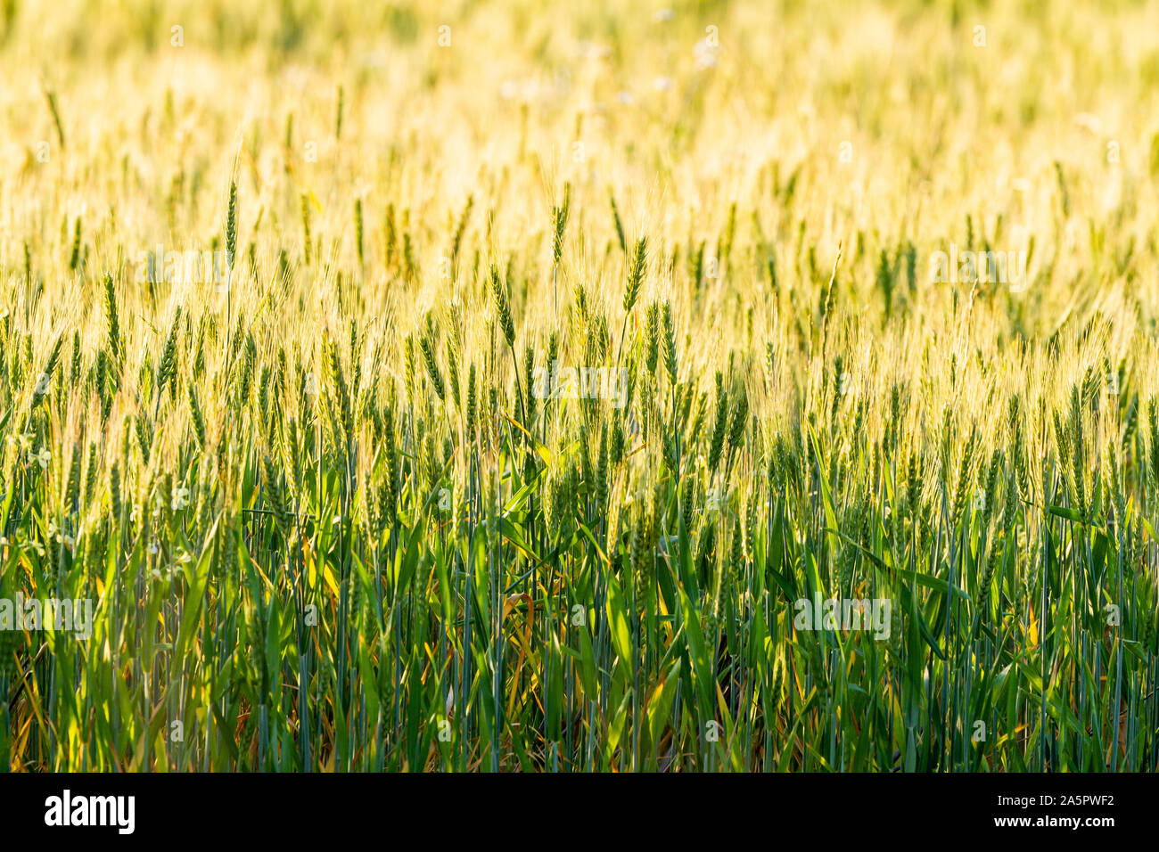 Close up Green and gold colours of wheat growing in a paddock ...