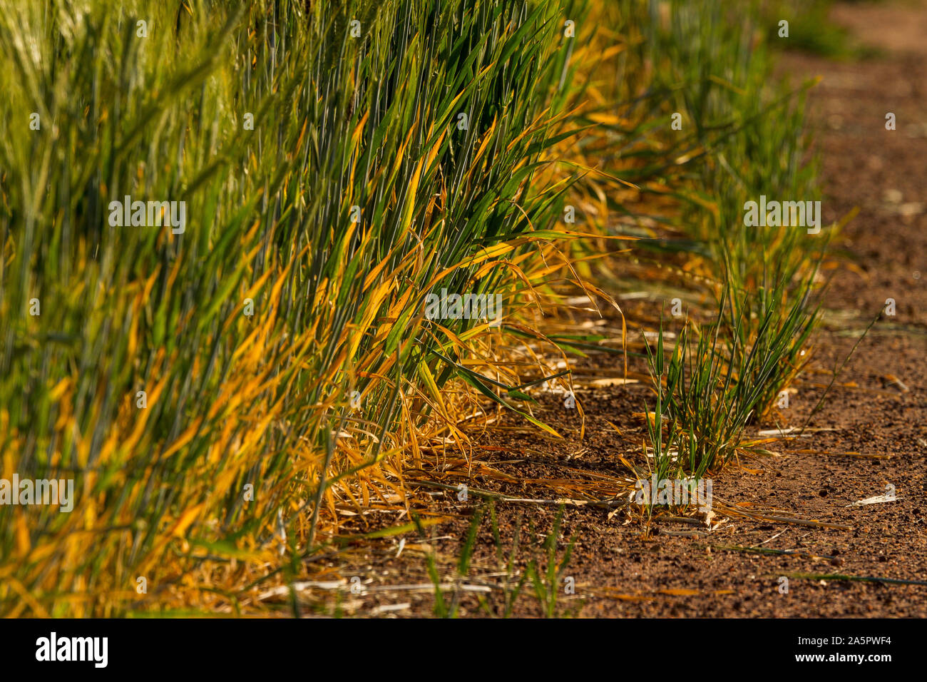 Edge rows of wheat paddock, Quairading Western Australia Stock Photo ...