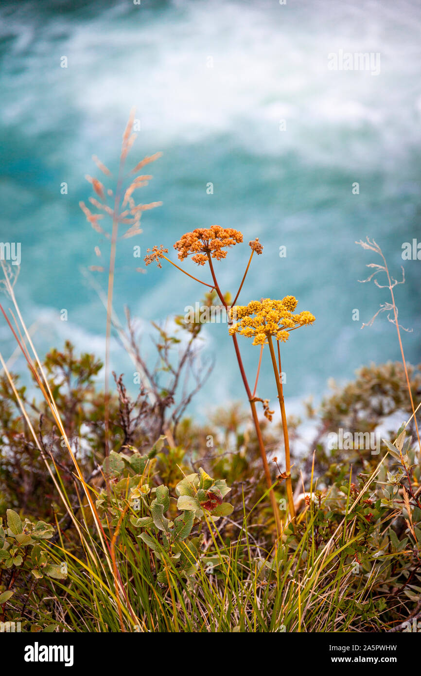 Wildflowers at riverside Stock Photo - Alamy