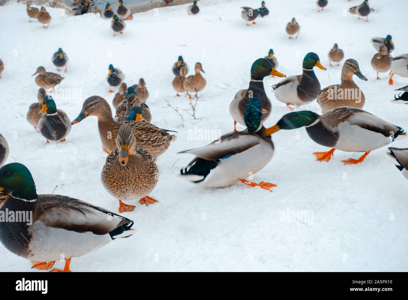 hungry ducks in winter. a flock of birds Stock Photo - Alamy
