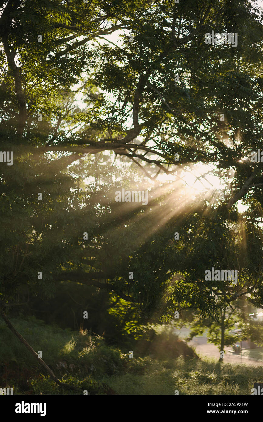 Sun shining through branches Stock Photo - Alamy