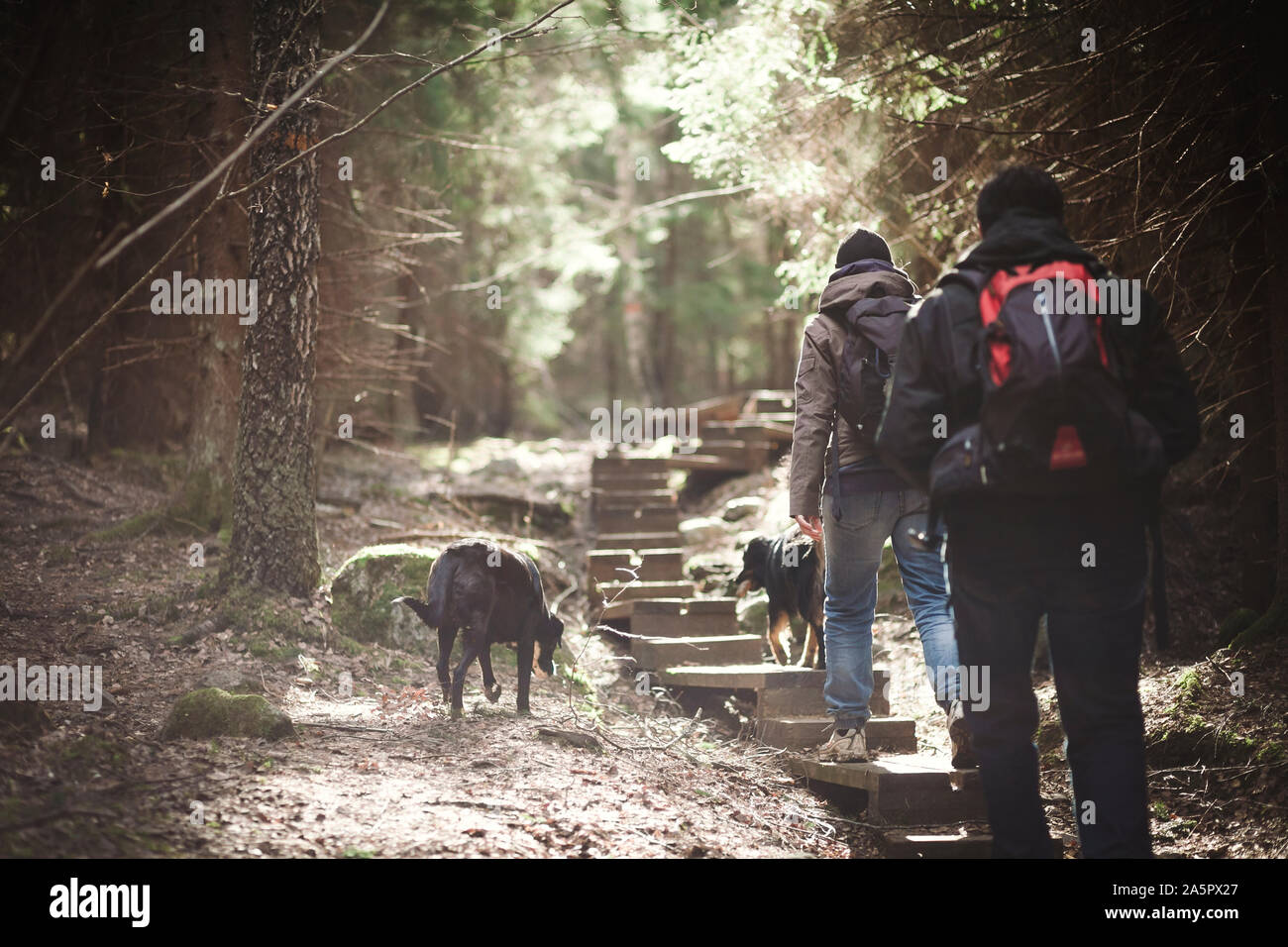 People walking through forest with dogs Stock Photo - Alamy