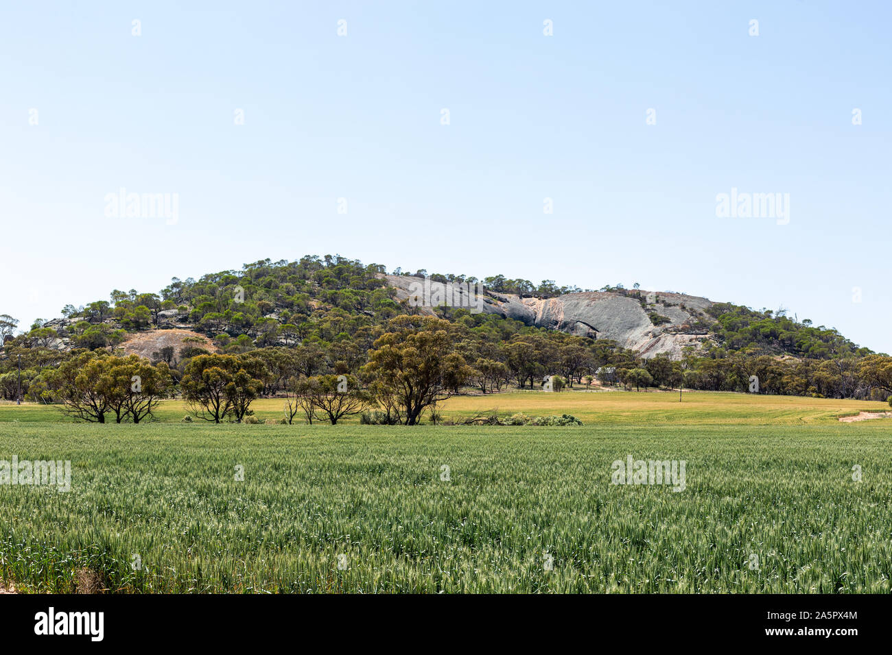 Wheat paddock australia hi-res stock photography and images - Alamy