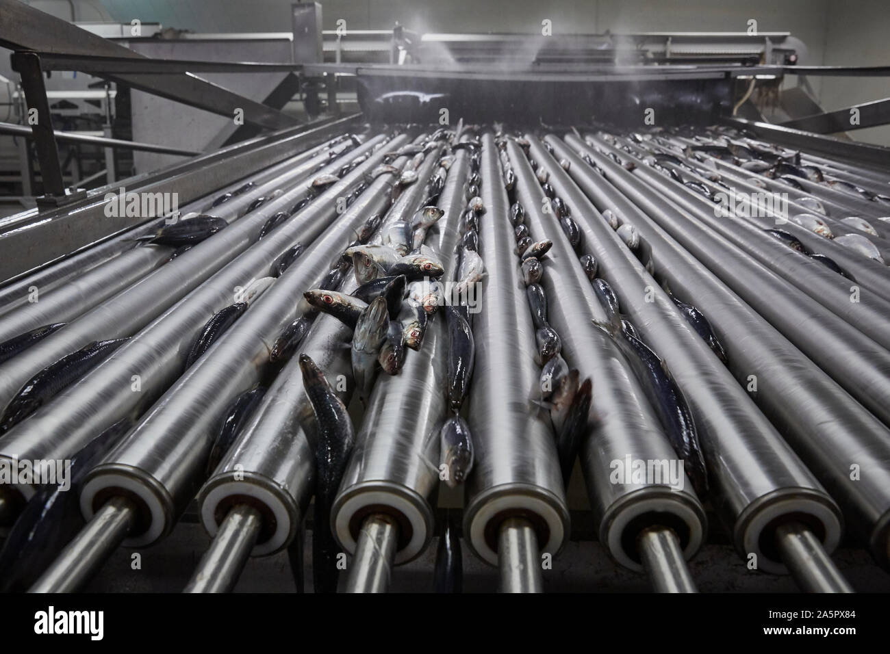 Production line in fish factory Stock Photo - Alamy