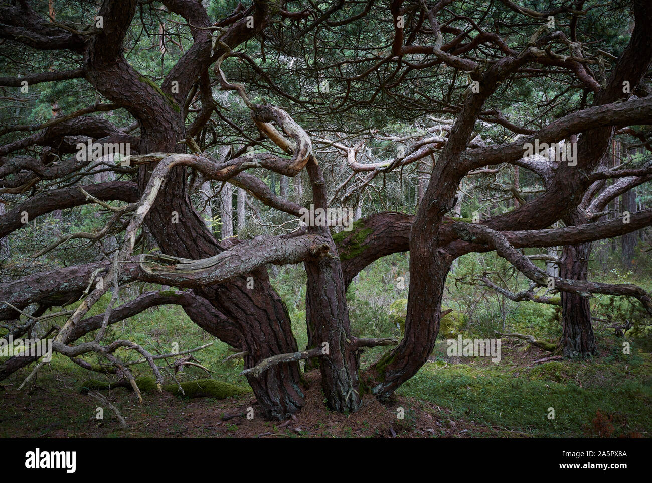 Twisted tree sweden hi-res stock photography and images - Alamy