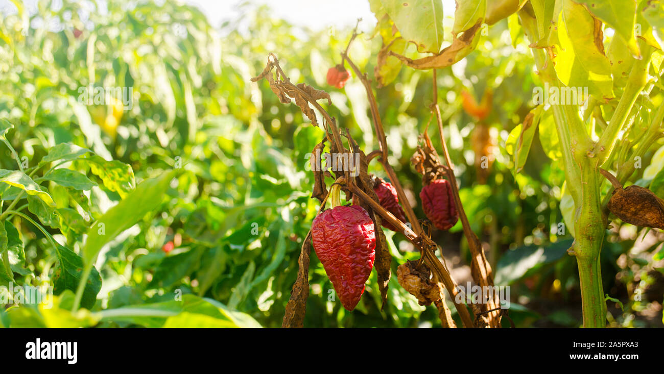 Dry wilted red bell pepper grows in the field. Vegetable disease ...