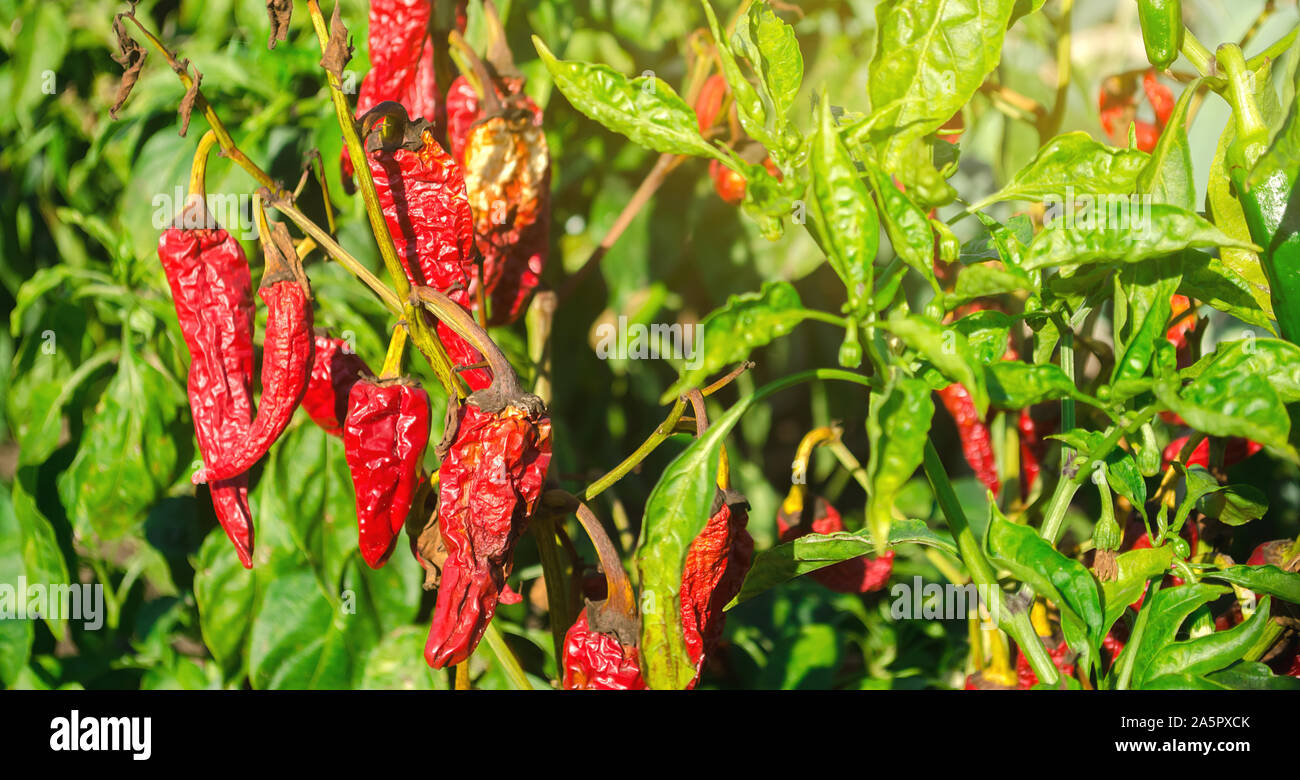 Dry wilted hot red bell pepper grows in the field. Vegetable disease ...
