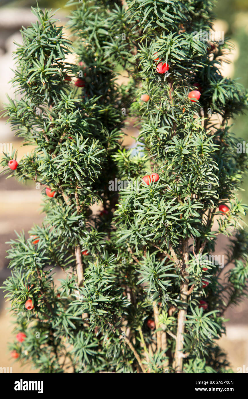 Yew Berries High Resolution Stock Photography and Images - Alamy