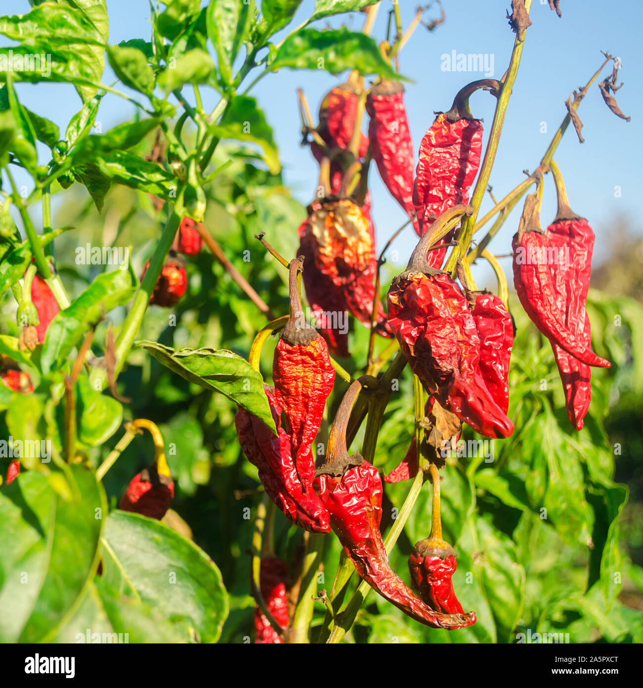Dry wilted hot red bell pepper grows in the field. Vegetable disease ...