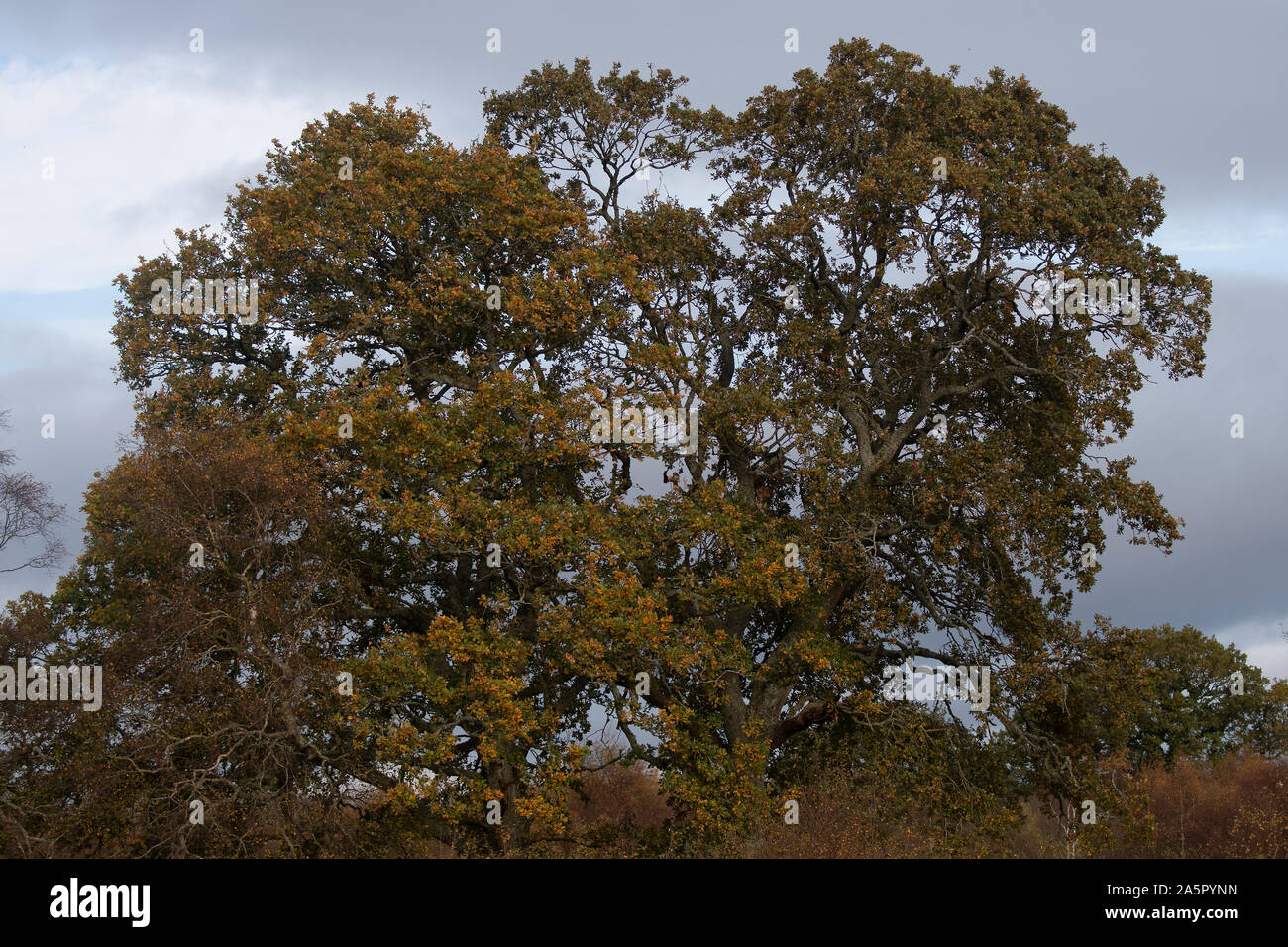 Oak woods scotland hi-res stock photography and images - Alamy