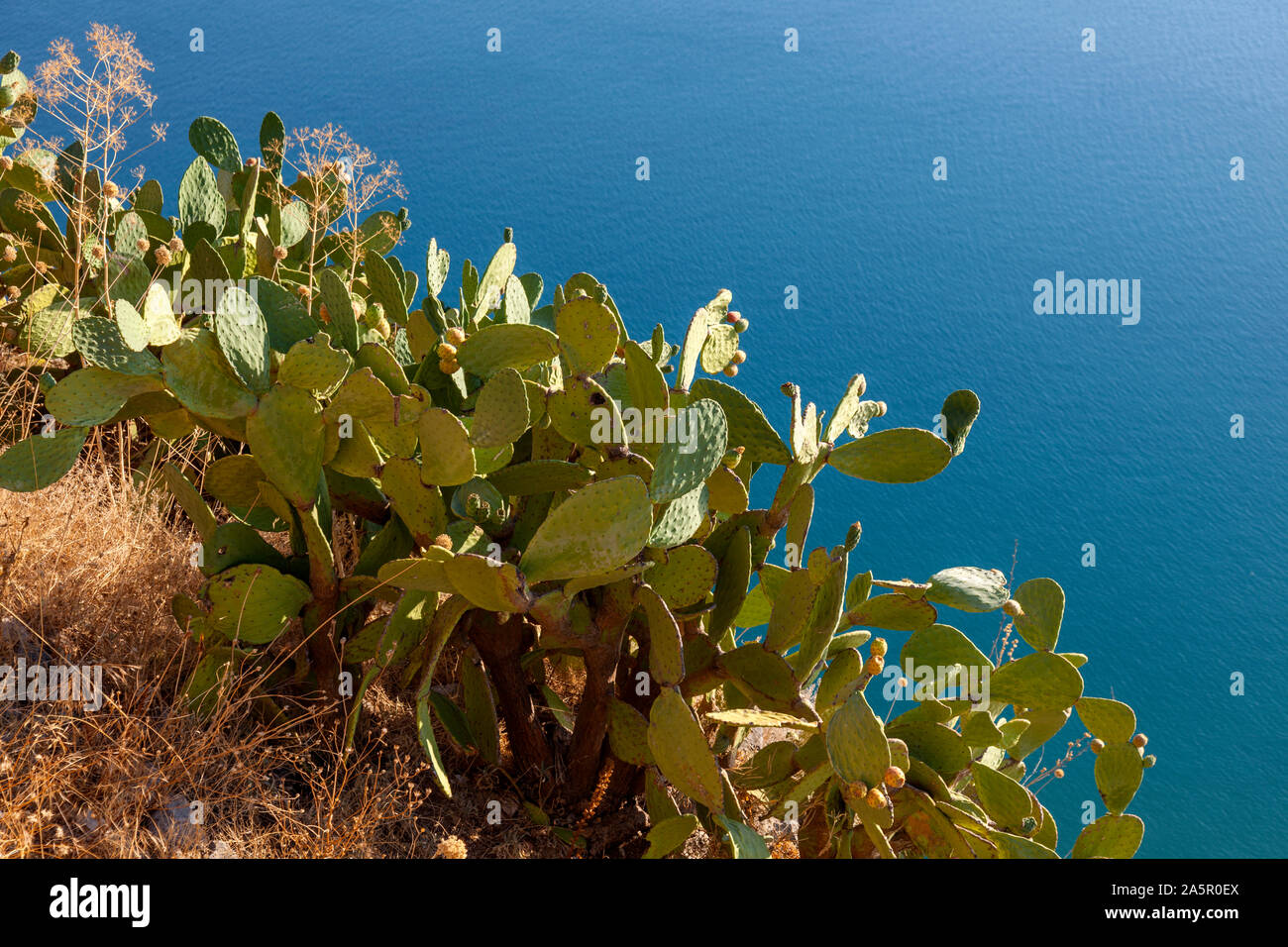 Plants growing on Palamidi castle, Argolic Gulf,Nafplion, Greece Stock ...