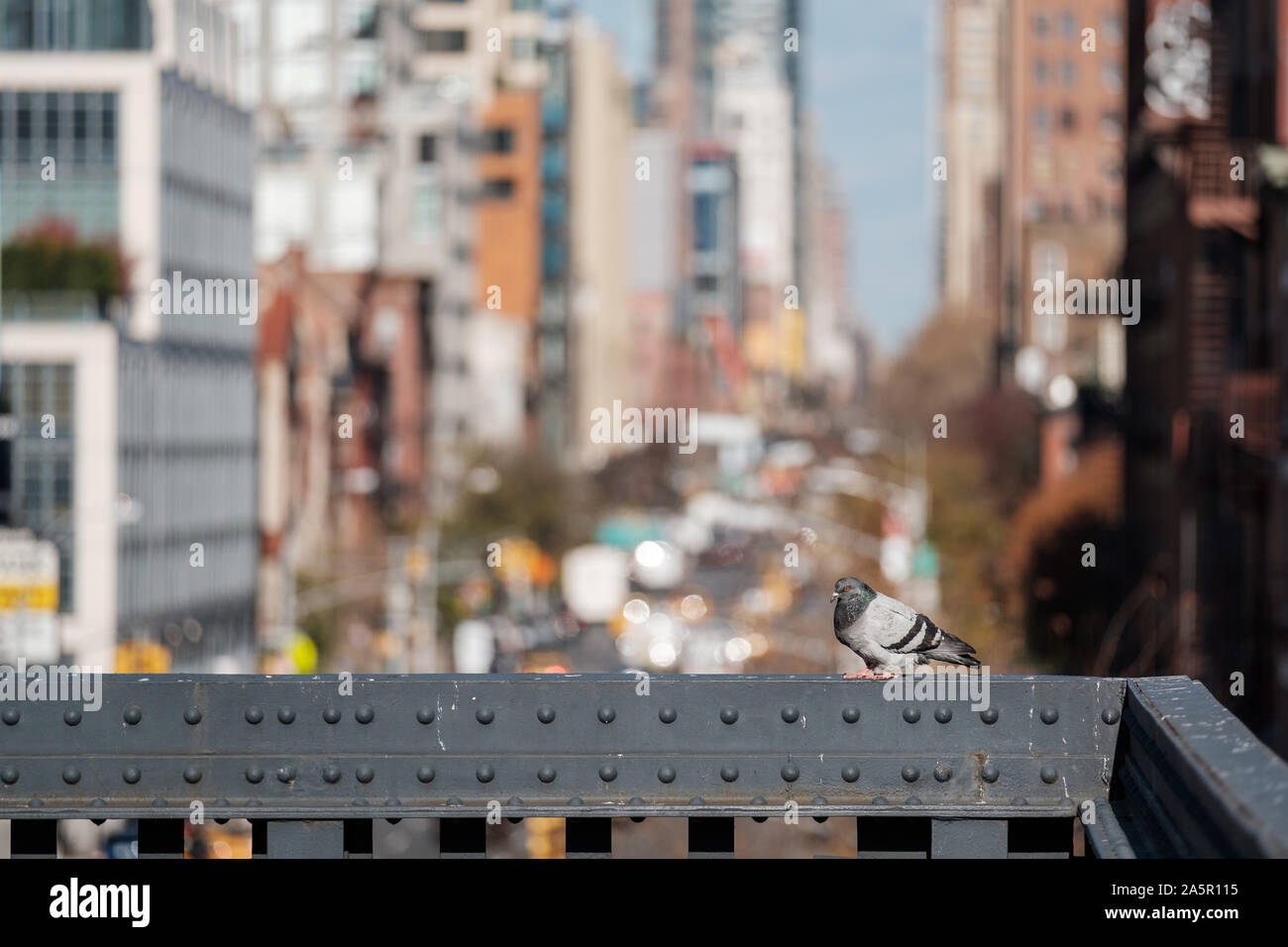 A pigeon taking a rest at The High Line in New York City Stock Photo ...