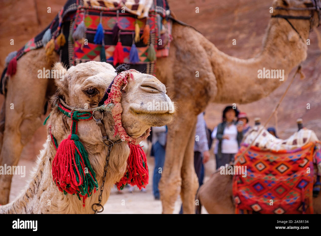 Camels waiting for riders at the Treasury in Petra, Jordan Stock Photo ...