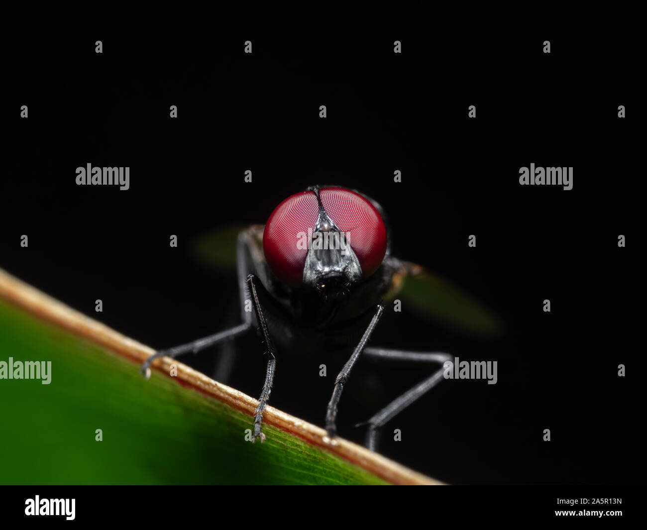 Macro Photography of Black Blowfly on Green Leaf Isolated on Black ...