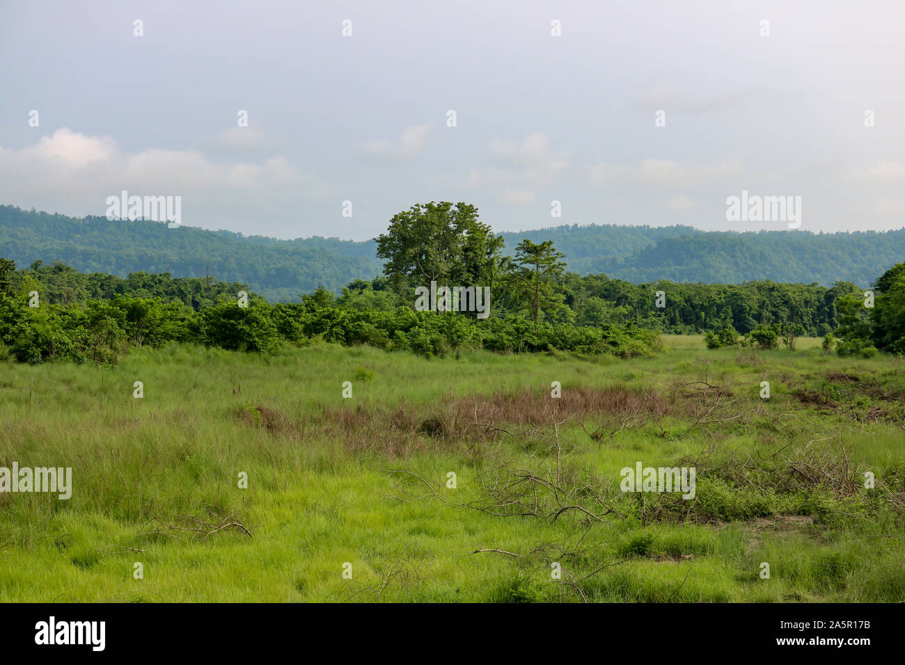 Nepal chitwan national park hi-res stock photography and images - Alamy