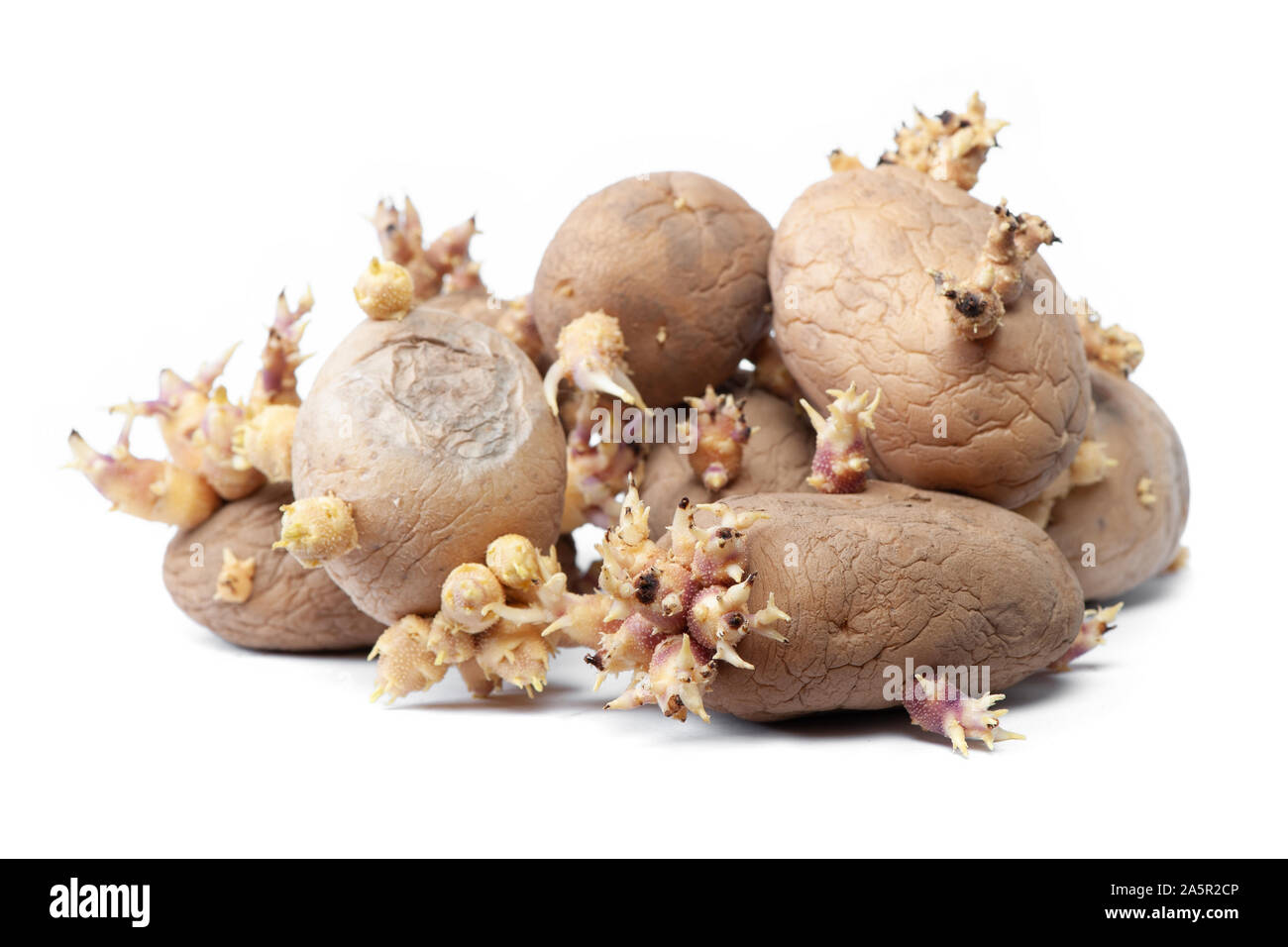 Group of potatoes with sprouts isolated on white background Stock Photo ...