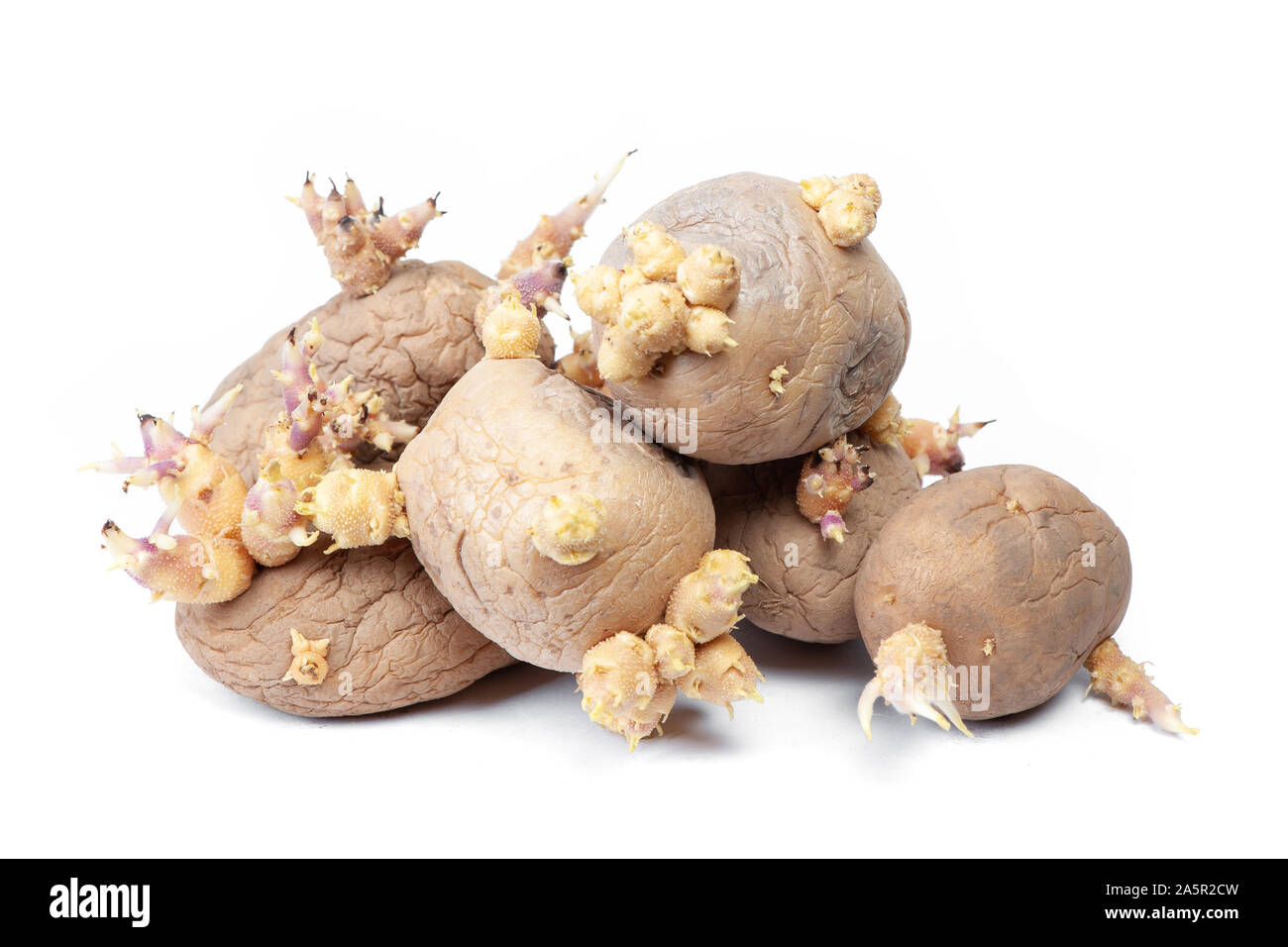 Group of potatoes with sprouts isolated on white background Stock Photo ...