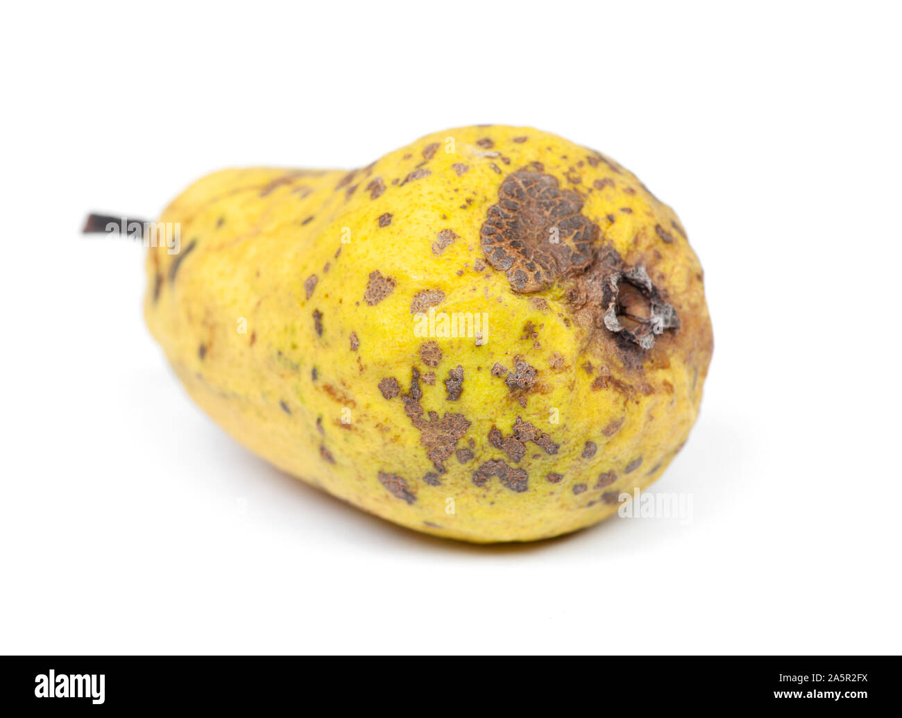 Wrinkled and rotten yellow pear isolated on white background Stock ...