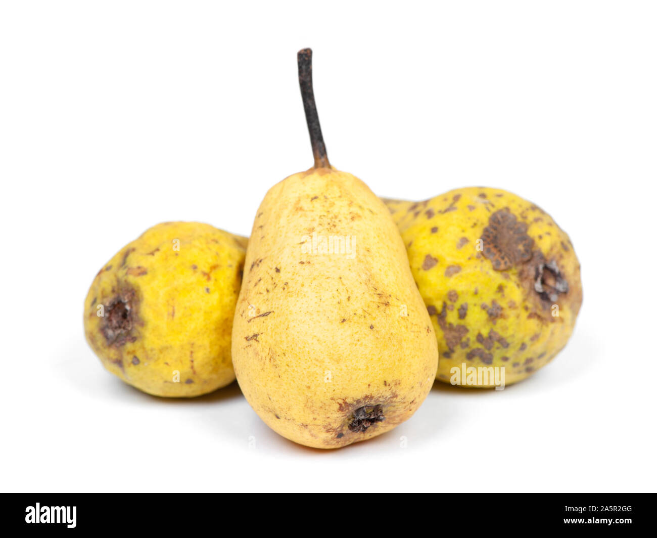 Wrinkled pears hi-res stock photography and images - Alamy