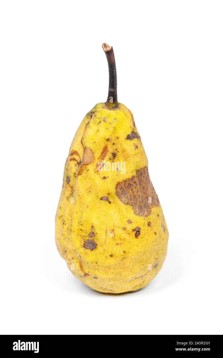 Wrinkled and rotten yellow pear isolated on white background Stock ...