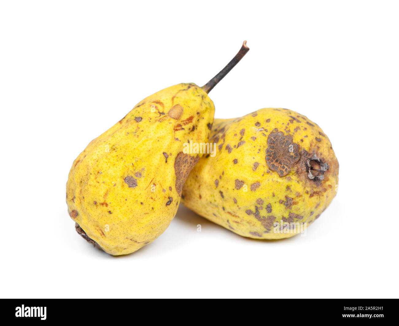 Wrinkled pears hi-res stock photography and images - Alamy