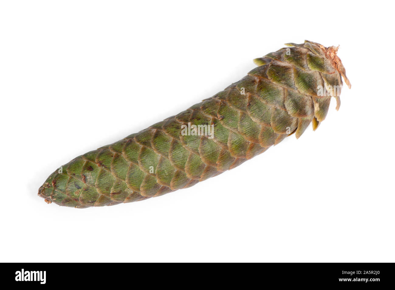 Freen fir cone isolated on white background Stock Photo - Alamy