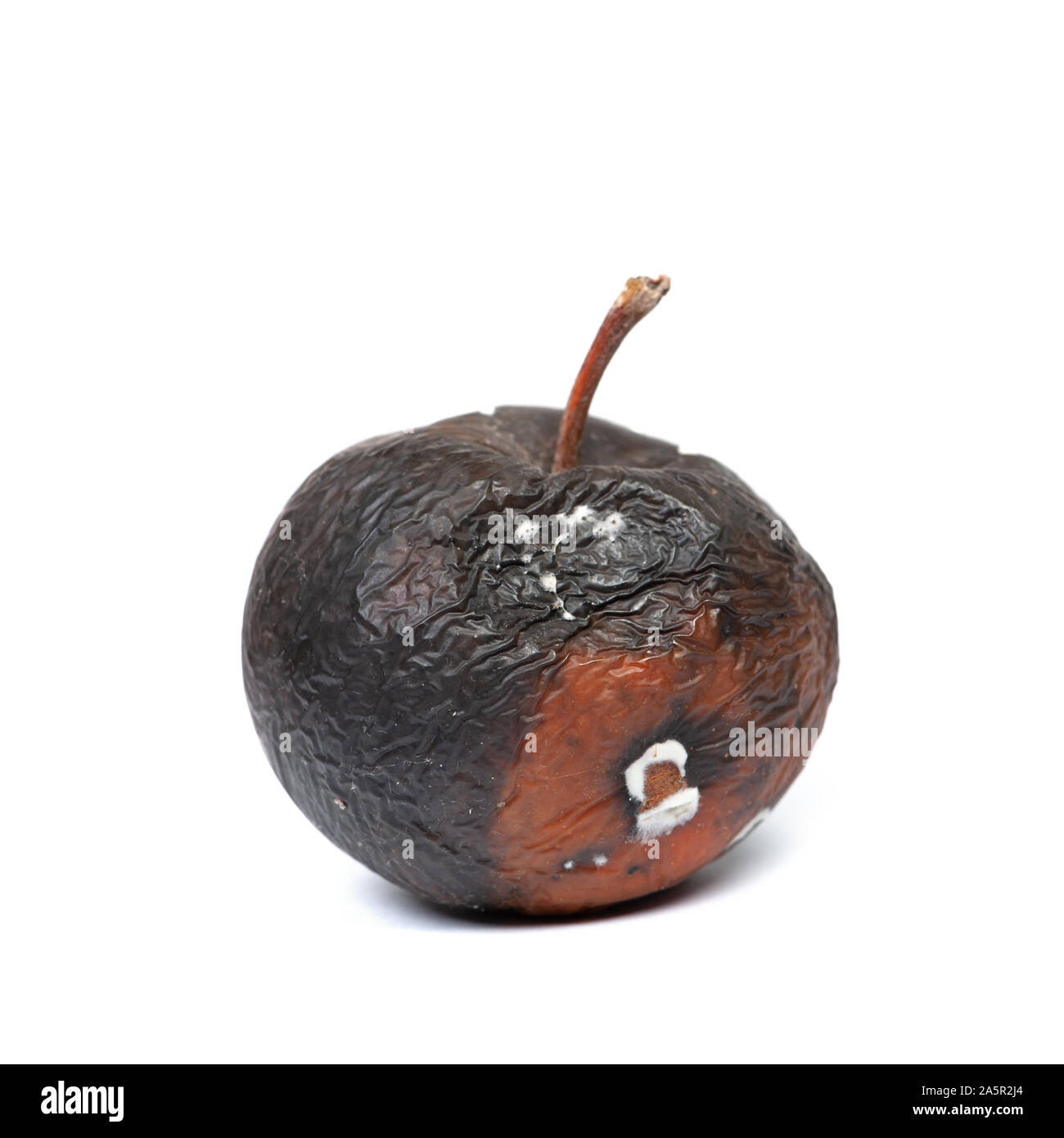 One very rotten apple isolated on white background Stock Photo - Alamy