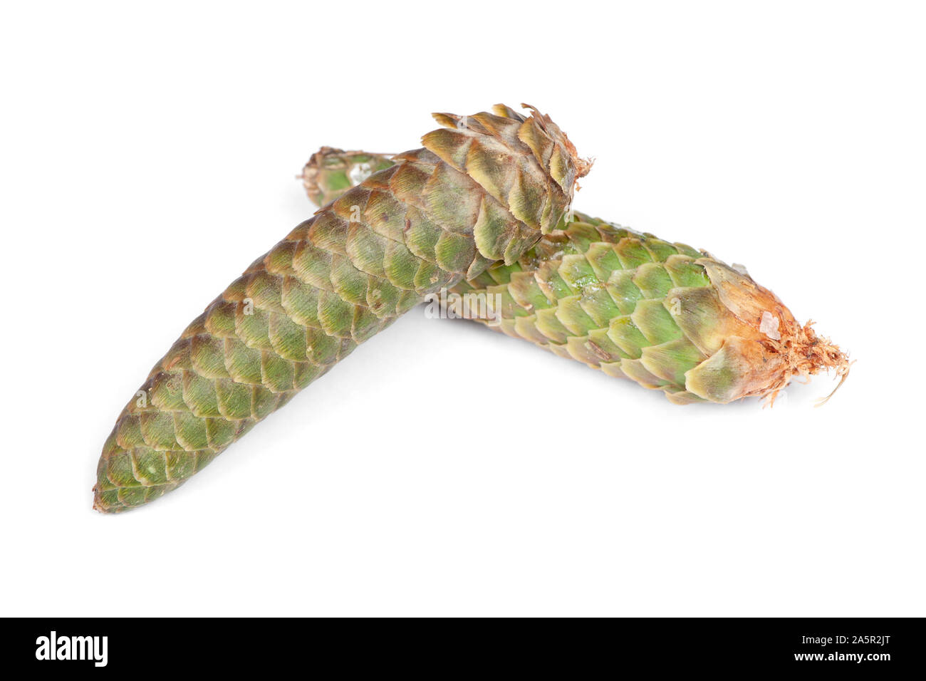 Freen fir cone isolated on white background Stock Photo - Alamy