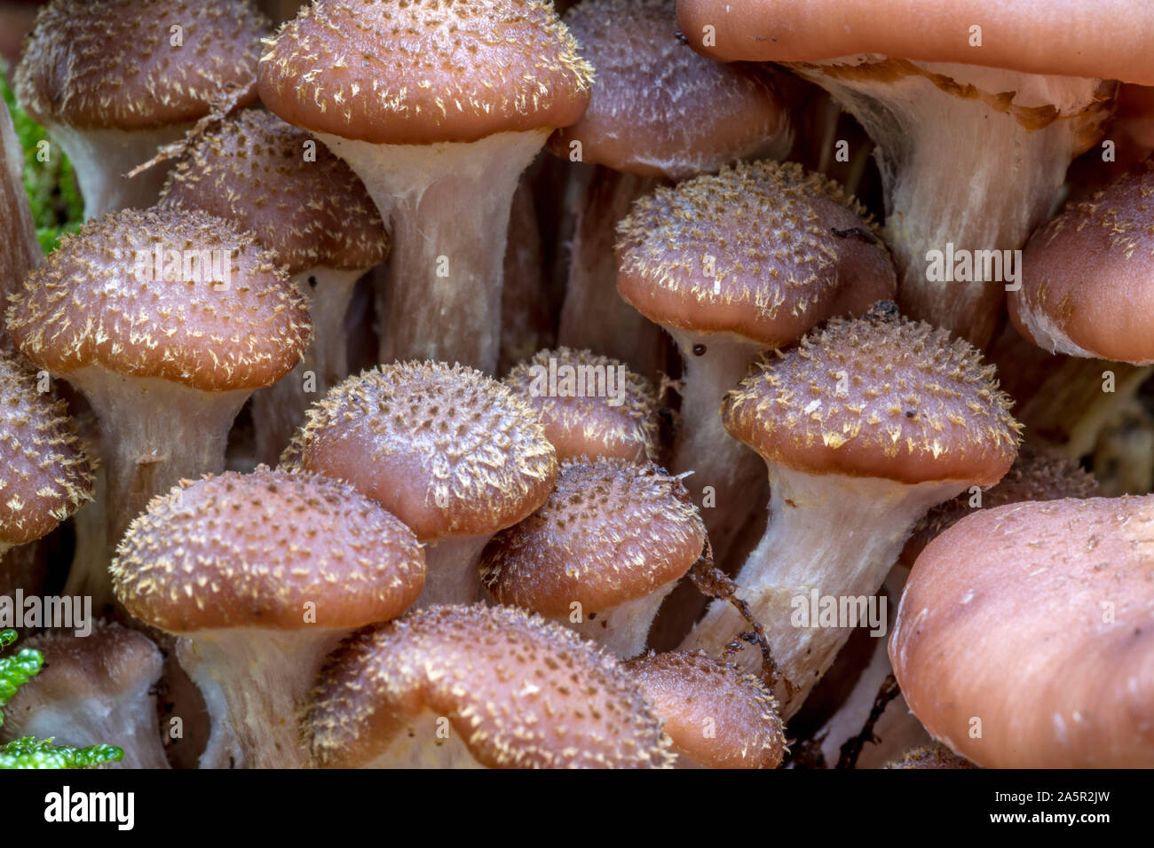 Hallimasch hi-res stock photography and images - Alamy