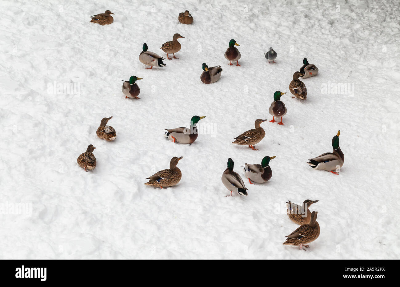 Flock of mallard dabbling duck sitting on snowy frozen river Stock ...