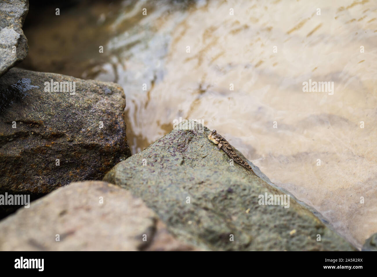 Barred mudskipper or silverlined mudskipper is on a wet coastal stone ...