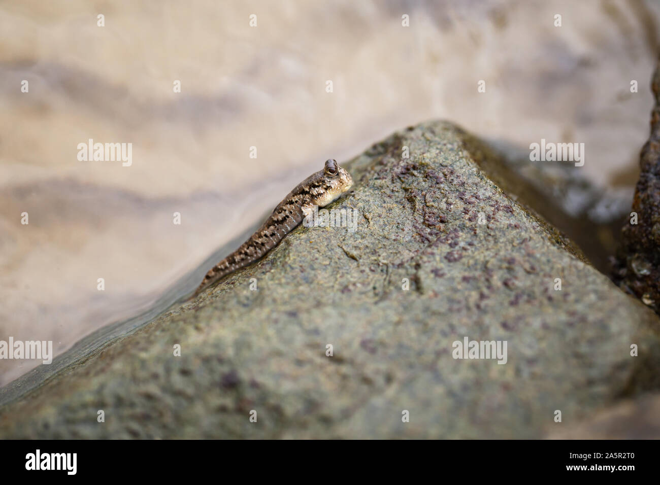 Barred mudskipper or silverlined mudskipper sitting on a wet coastal ...