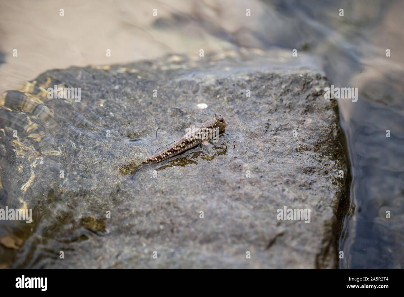 Barred mudskipper or silverlined mudskipper sits on a wet coastal stone ...