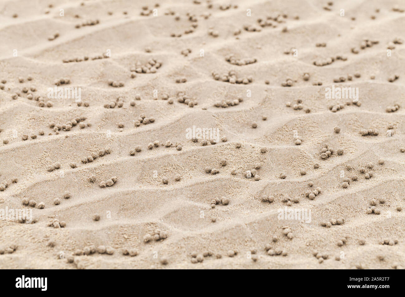 Small wet balls on sand, natural pattern made by sand bubbler crabs or ...