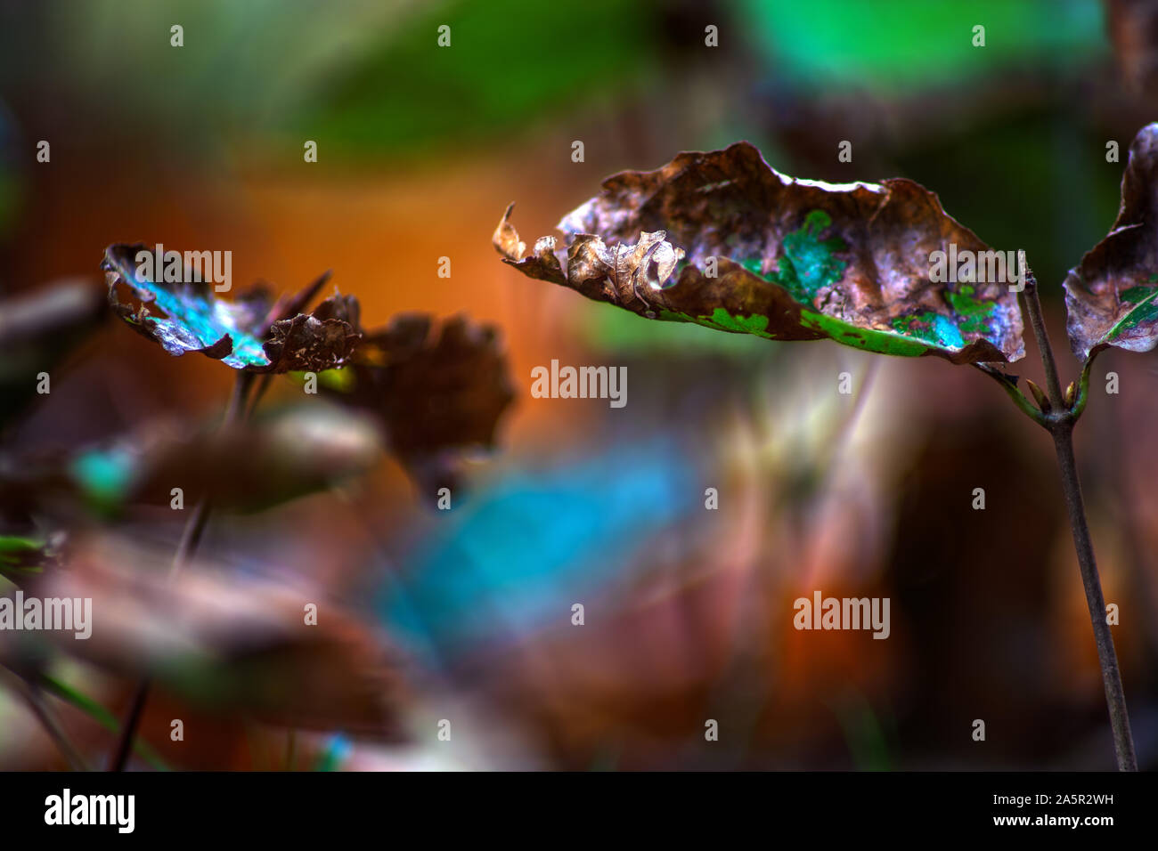 Fascination book cover hi-res stock photography and images - Alamy