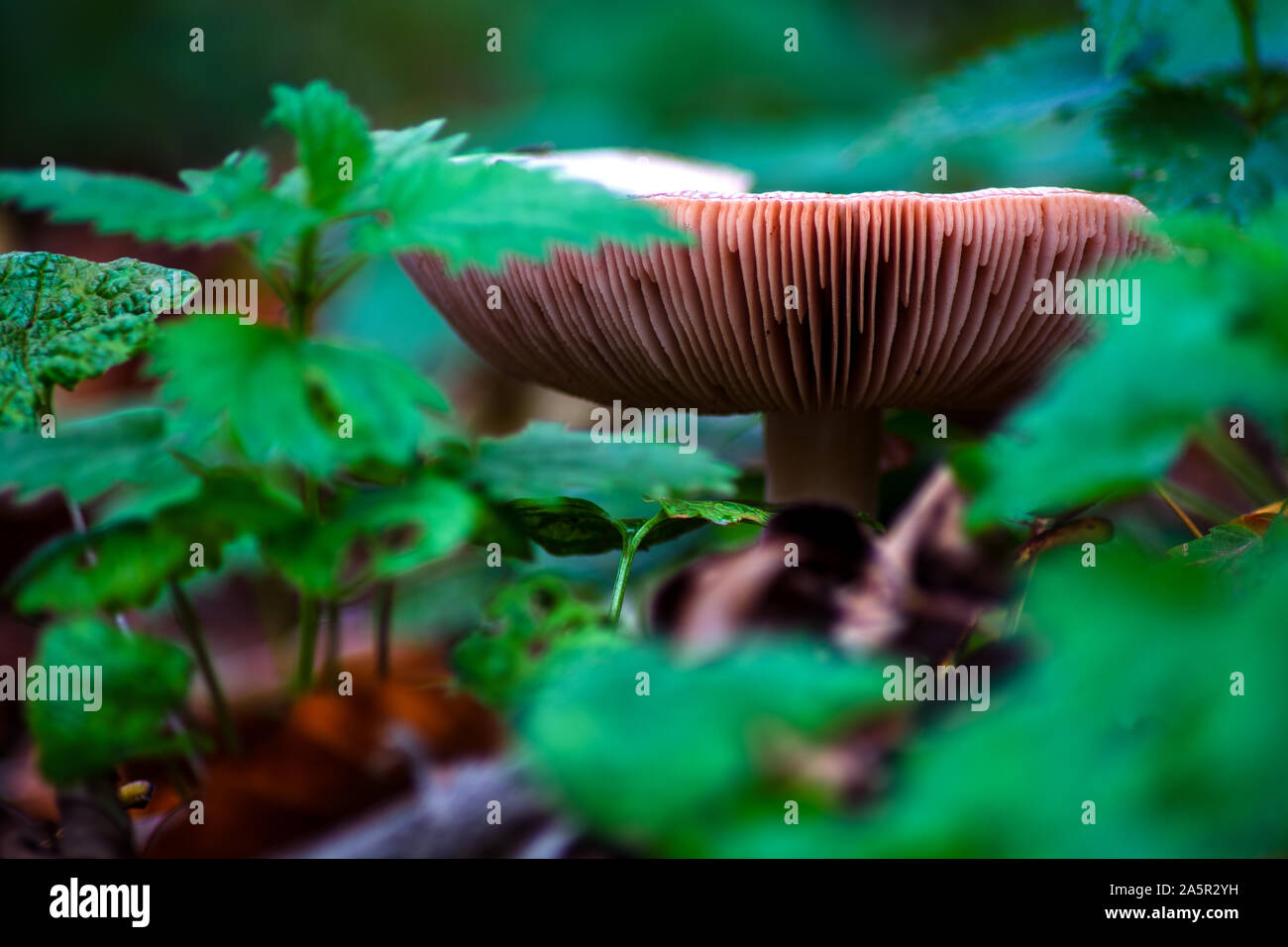 Fascination book cover hi-res stock photography and images - Alamy