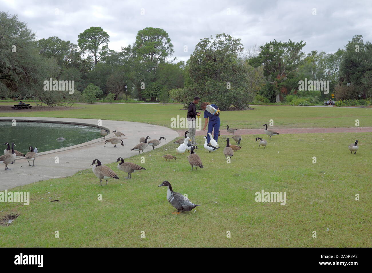 Man feeding geese hi-res stock photography and images - Alamy
