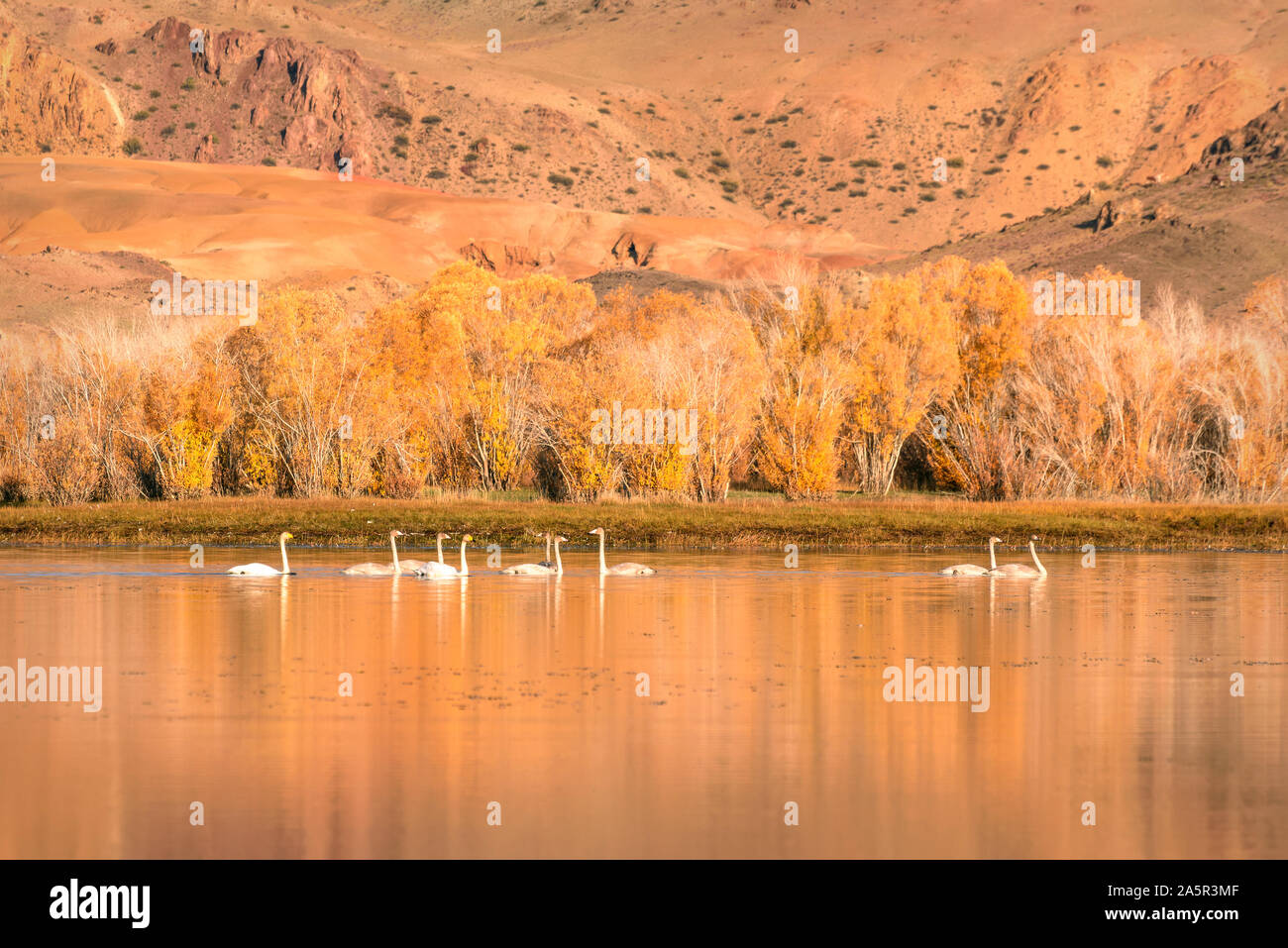 Amazing autumn landscape with swans swimming in the lake, golden trees ...