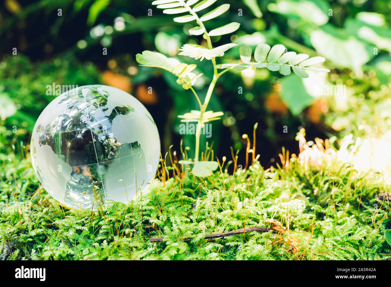 Globe glass in grass forest on nature background, Environment Day ...